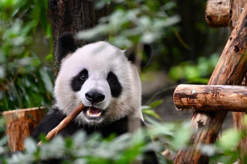 Chengdu: Panda Park & Optional Leshan Giant Buddha Tour - Who Will Love This Tour?
