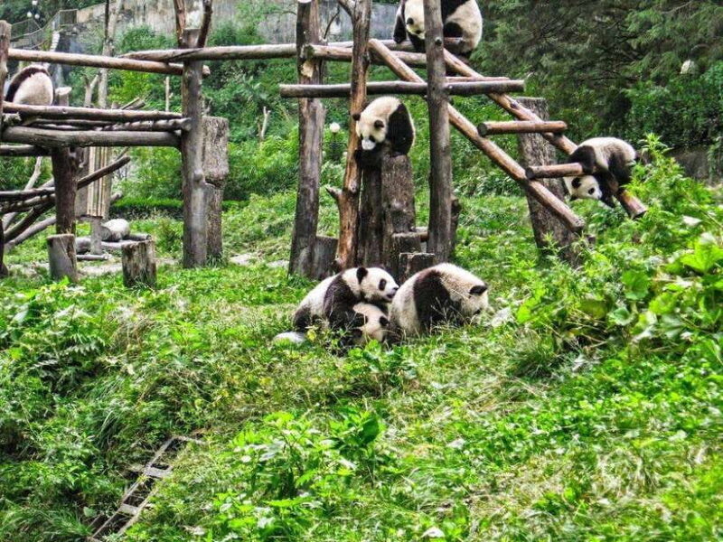 Chengdu: Panda Research Base Ticket or Private Transfer Tour - Key Points