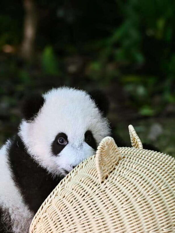 Chengdu: Panda Research Base Ticket or Private Transfer Tour - Who Is This Tour Best For?
