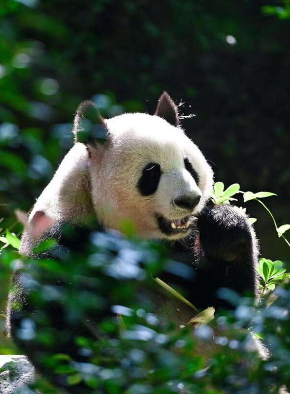 Chengdu: Panda Research Base Ticket or Private Transfer Tour - Final Thoughts