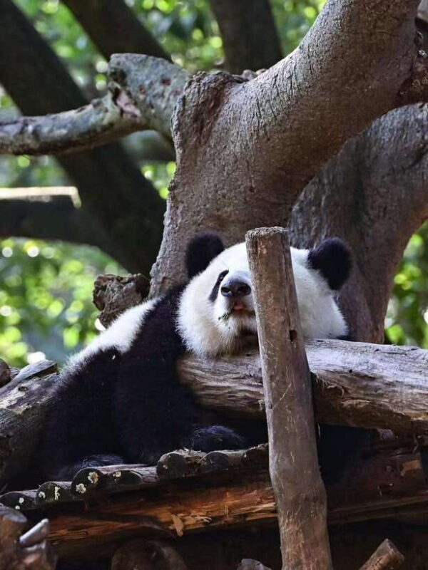 Chengdu: Panda Research Base Ticket or Private Transfer Tour - Who Should Consider This Tour?