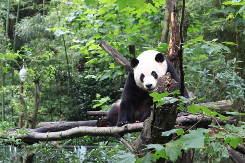 Chengdu: Panda Research Base Ticket or Volunteer Day Trip - An In-Depth Look at the Chengdu Panda Tour