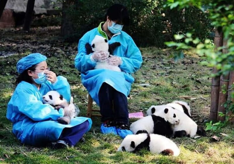 Chengdu: Panda Research Base Ticket or Volunteer Day Trip - FAQs