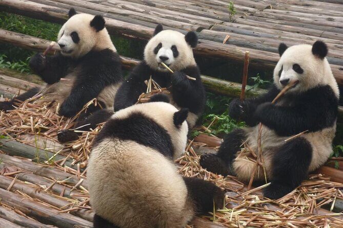 Chengdu Panda Research Base Tickets And Optional Private Tour - Introduction: An Easy Peek at Chengdu’s Famous Pandas
