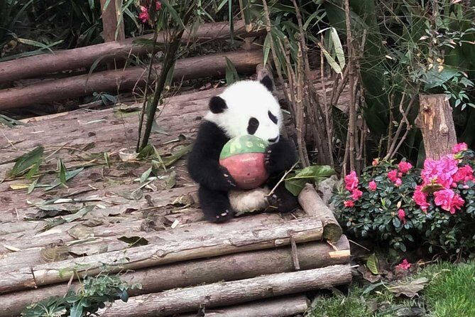 Chengdu Panda Tour and local Culture Experience - Discovering Chengdu: An Overview