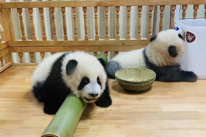 Chengdu Panda Tour and local Culture Experience - Practicalities and Logistics