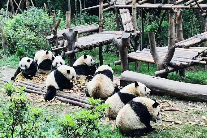 Chengdu Panda Tour and Shu Culture Discovery - Who Will Love This Tour?