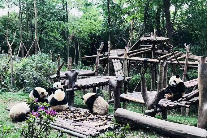 Chengdu Panda Tour and Shu Culture Discovery - The Sum Up