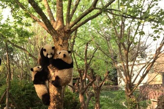 Chengdu Panda Tour with Flexible Afternoon Sightseeing - A Close-Up Look at the Tour Experience