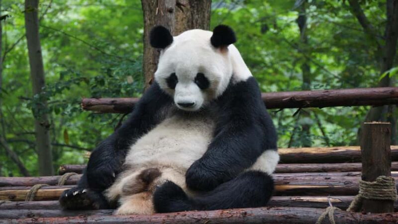 Chengdu: Pandas, Tea Life & Face-Changing Leisure Tour - The Panda Base: A Panda Lover’s Dream