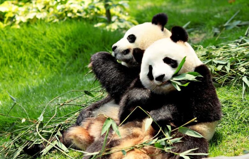 Chengdu: Pandas, Tea Life & Face-Changing Leisure Tour - The Sum Up