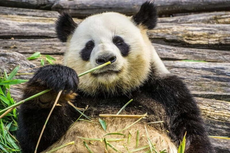 Chengdu Pandas&Dujiangyan Private Tour with Blue Tears - Starting the Day: From Hotel to Panda Paradise