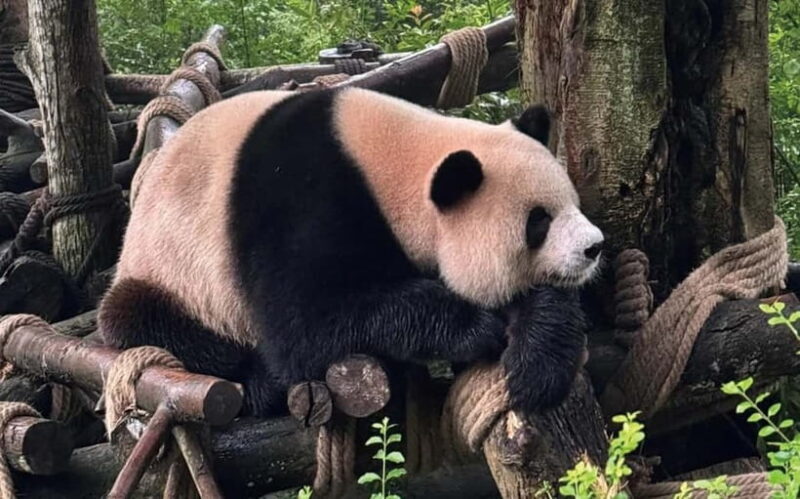 Chengdu Pandas&Dujiangyan Private Tour with Blue Tears - Ancient Engineering: Dujiangyan Irrigation System