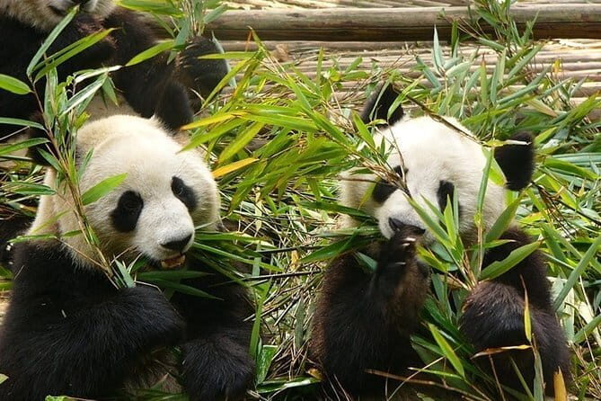 Chengdu Private Day Tour to Emei Mountain with Lunch and Cable Car Ride - Who Should Consider This Tour?