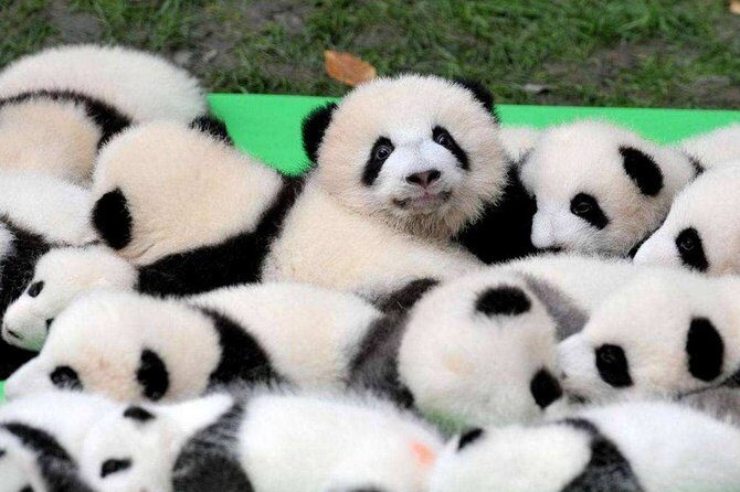 Chengdu Private Day Tour to Panda Base with Optional Volunteer - What to Expect at Each Stop