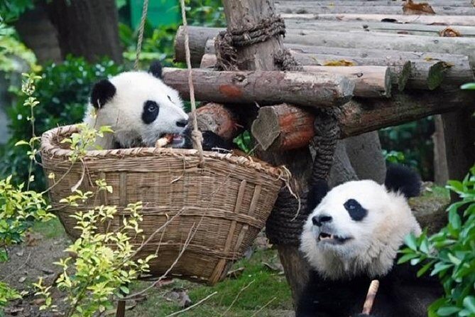 Chengdu Private Full Day Panda Breeding Center and Sanxingdui Museum Tour - The Itinerary in Detail