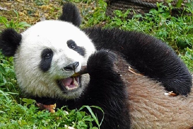 Chengdu Private Full Day Panda Breeding Center and Sanxingdui Museum Tour - Who Will Enjoy This Tour Most?