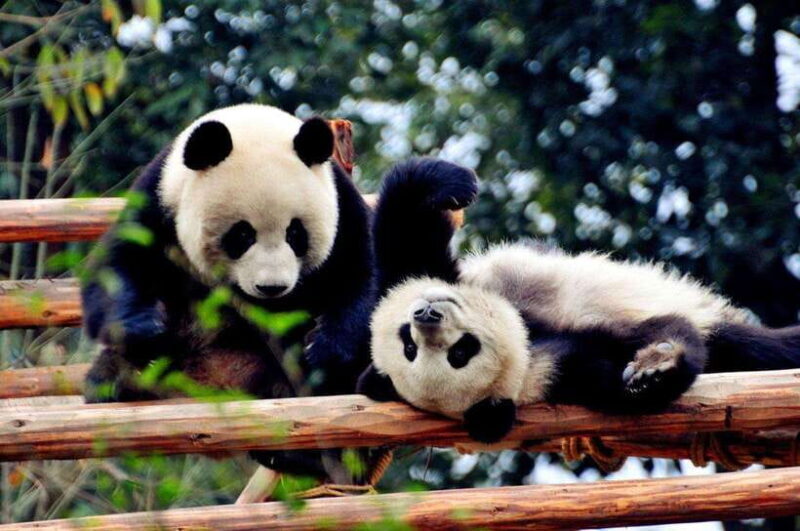 Chengdu: Private Kung Fu Panda Movie Tour with Guide - Discovering Po’s World: The Main Highlights