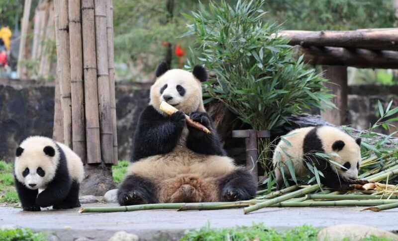 Chengdu: Private Kung Fu Panda Movie Tour with Guide - Mount Qingcheng: An Ancient Taoist Sanctuary