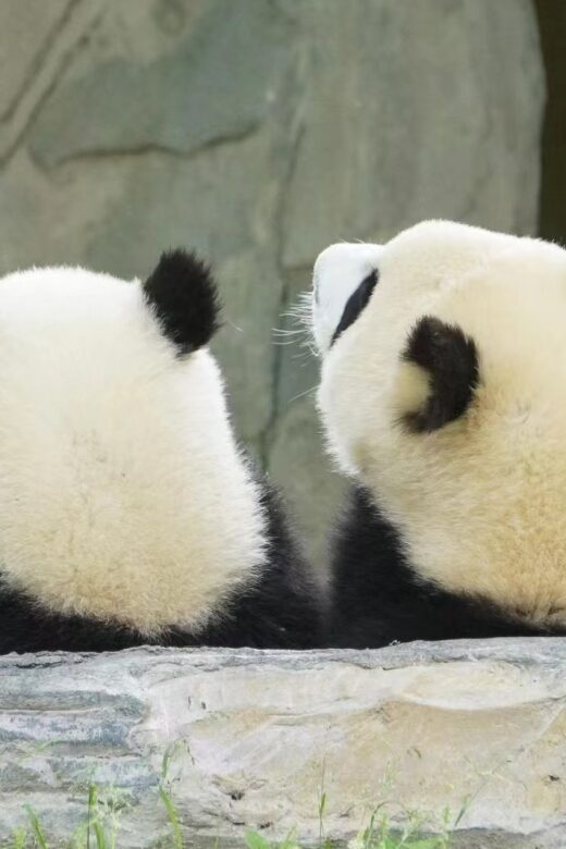 Chengdu: Private Panda Base Tour with 80 Pandas - An In-Depth Look at the Panda Experience