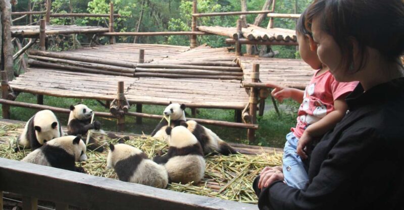 Chengdu: Private Panda Base Tour with 80 Pandas - Authentic Experience and Local Insights