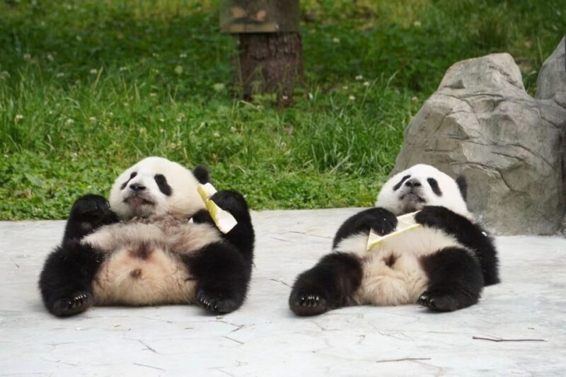 Chengdu: Private Panda Base Tour with 80 Pandas - Why This Tour Offers Great Value