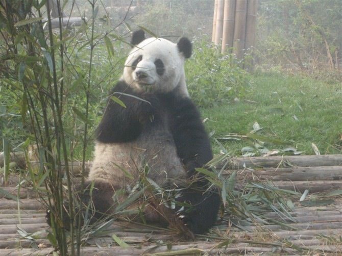 Chengdu: Private Panda Base Tour with 80 Pandas - Final Thoughts