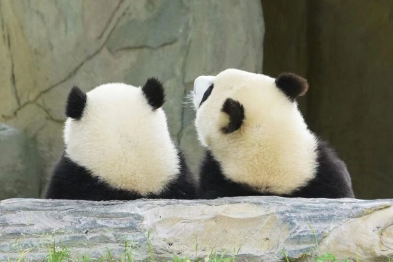 Chengdu: Private Panda Base Tour with 80 Pandas - FAQ