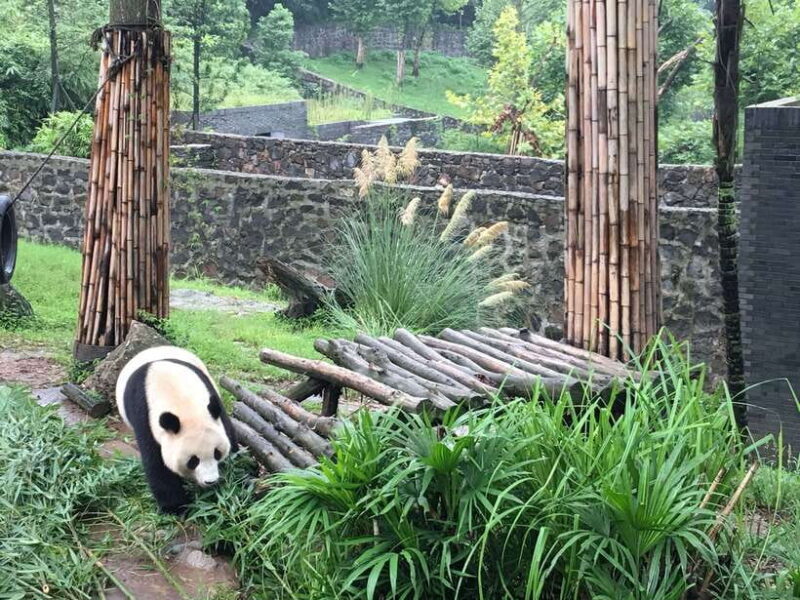 Chengdu: Private Panda Tour at Panda Breeding Base - Key Points
