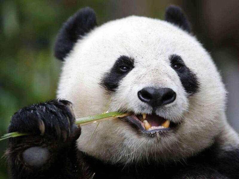 Chengdu: Private Panda Tour at Panda Breeding Base - Why Choose This Panda Tour?
