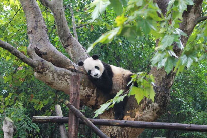Chengdu: Private Panda Tour at Panda Breeding Base - Cost and Value