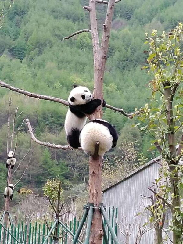 Chengdu: Private Panda Tour at Panda Breeding Base - Frequently Asked Questions