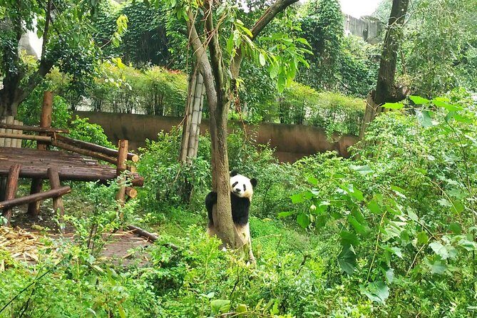 Chengdu Private Panda Trip with Afternoon Private Custom Tour - Frequently Asked Questions