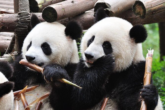 Chengdu Private Sightseeing Tour with Panda Breeding Center Visit - Key Points