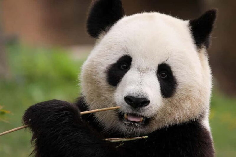Chengdu Private Tour: Meet Pandas+Hike Qingcheng Front/Back - Key Points
