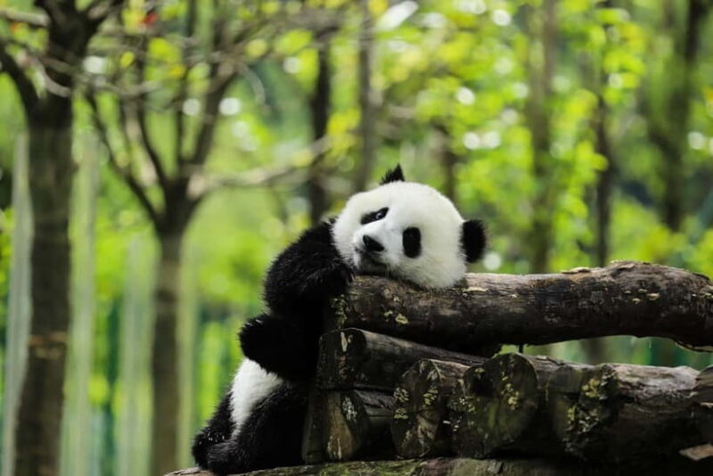 Chengdu Private Tour: Meet Pandas+Hike Qingcheng Front/Back - Introduction: An Authentic Day in Chengdu