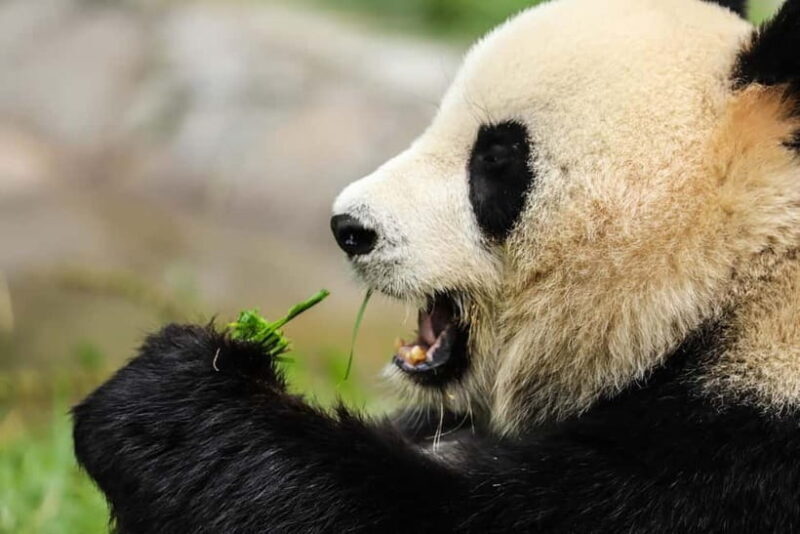 Chengdu Private Tour: Meet Pandas+Hike Qingcheng Front/Back - The Experience in Detail: Why This Tour Is Worth It