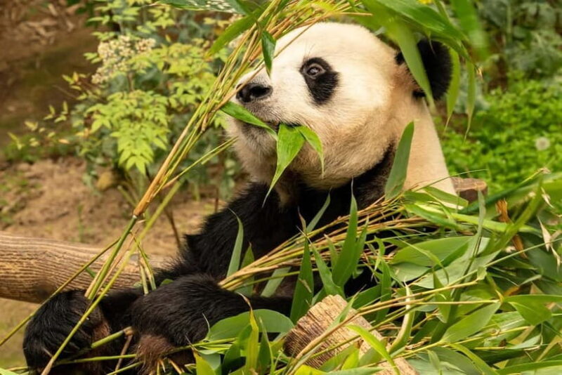 Chengdu Private Tour: Meet Pandas+Hike Qingcheng Front/Back - Frequently Asked Questions