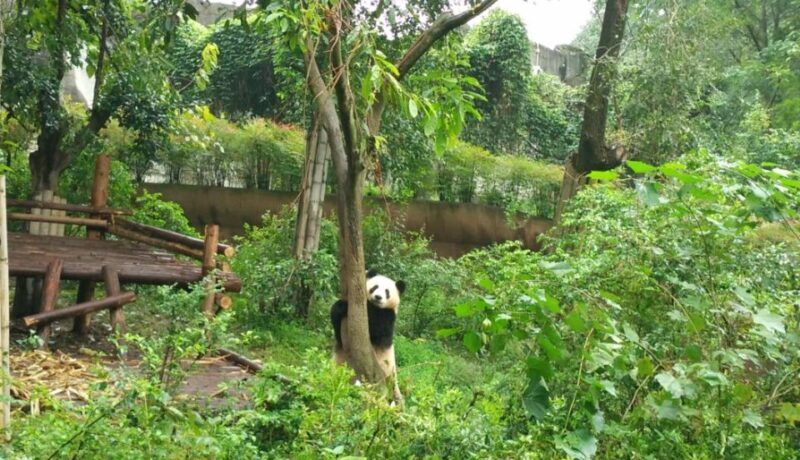 Chengdu Private Tour of Leshan Buddha and Panda Base - Who Should Consider This Tour?