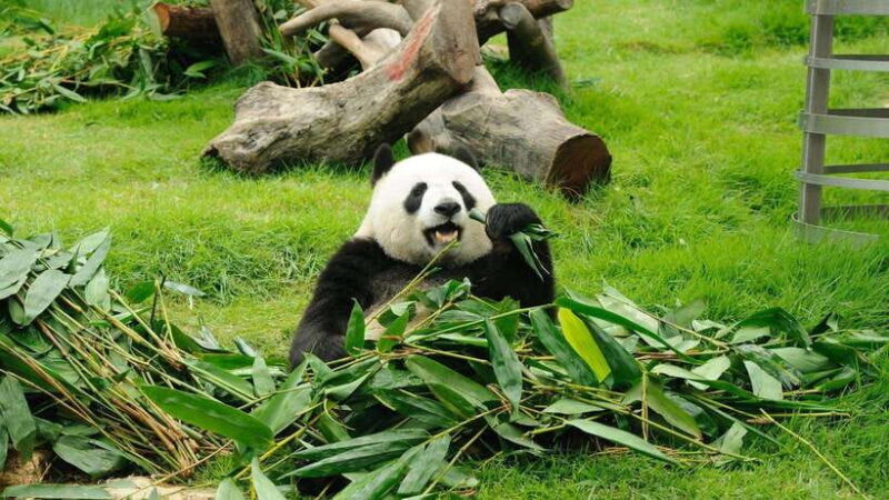 Chengdu: Research Base of Giant Panda Breeding e-Ticket - An In-Depth Look at the Experience