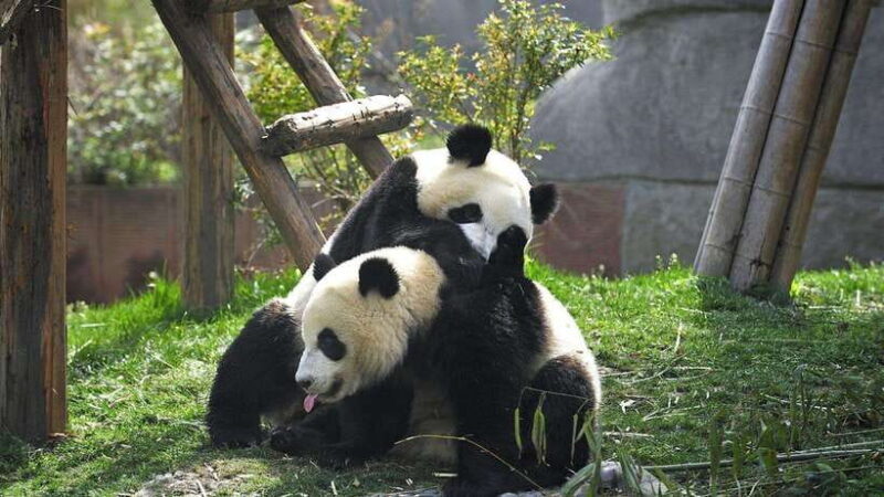 Chengdu: Research Base of Giant Panda Breeding e-Ticket - The Sum Up