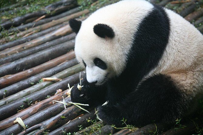 Chengdu Side Trip to Fairy Jiuzhaigou - Exploring Chengdu & Its Surroundings: A Travel-Ready Approach