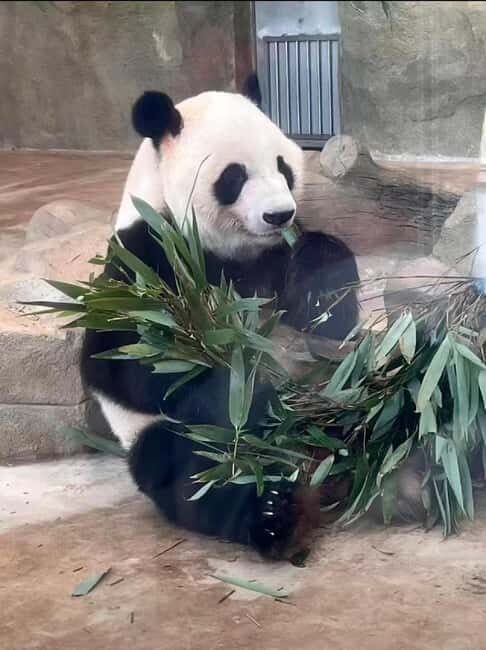 Chengdu: Three-Day Tour to Panda Base and Sanxingdui - Introduction