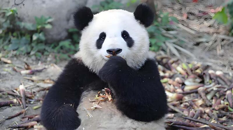 Chengdu: Tianfu Airport (TFU) Layover Half-Day Private Tour - Practicalities and Logistics