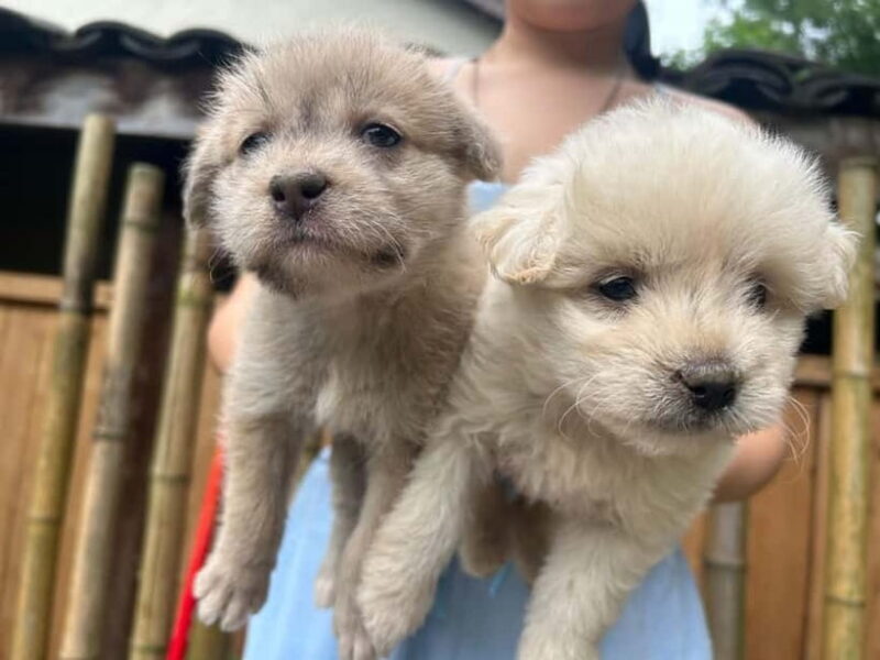 Chengdu: Visit the countryside of China - Visiting a Sustainable Village and Farm