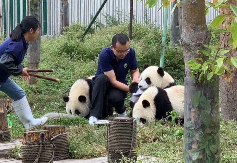 Chengdu: Volunteer Day Experience at Dujiangyan Panda base - FAQ
