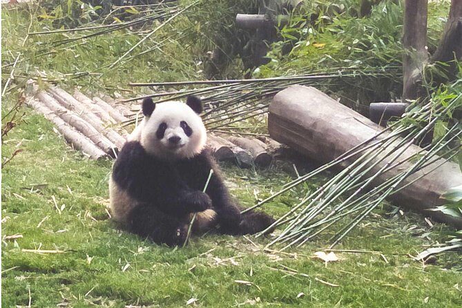 Chengdu Wolong Panda Base Volunteer Experience Trip - Frequently Asked Questions