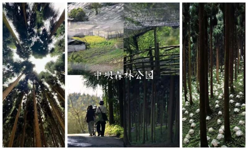Chengdu: Zhongba Forest Private Hiking Tour with Guide - Key Points