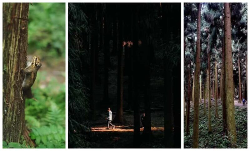 Chengdu: Zhongba Forest Private Hiking Tour with Guide - Why This Tour Is a Good Value