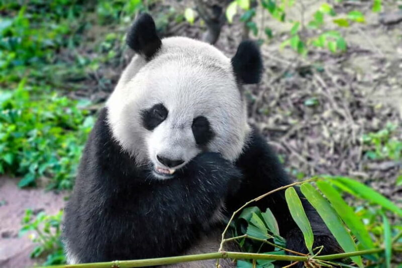 Chengdu:Panda Keepervolunteer for a Day with Pickup - In The Sum Up